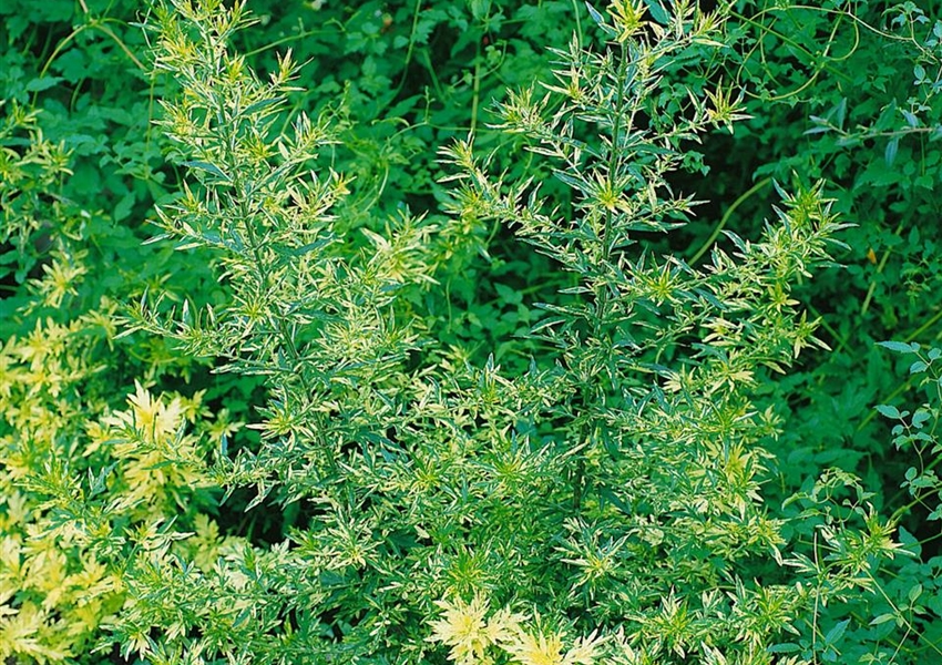 Cola-Pflanze - Floragard Pflanzeninfothek