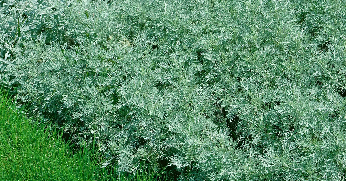 Lambrook Mist Pflanze, Pflege & Tipps Floragard