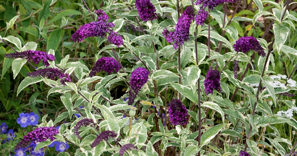 Buddleja davidii 'Harlequin' Pflanze, Pflege & Tipps Floragard