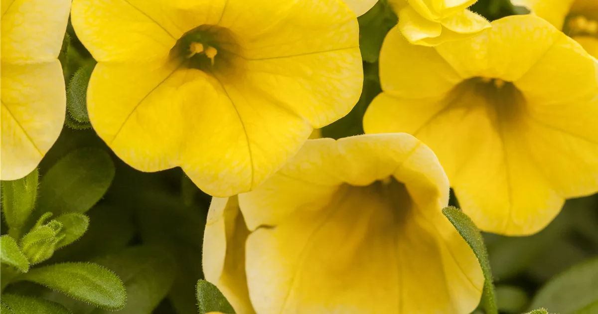 Calibrachoa 'Calitastic™ Gold' Pflanze, Pflege & Tipps Floragard