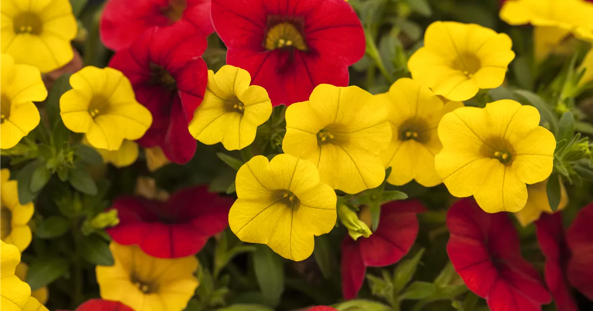 Calibrachoa 'Calitastic™ Red Lips' Pflanze, Pflege & Tipps Floragard