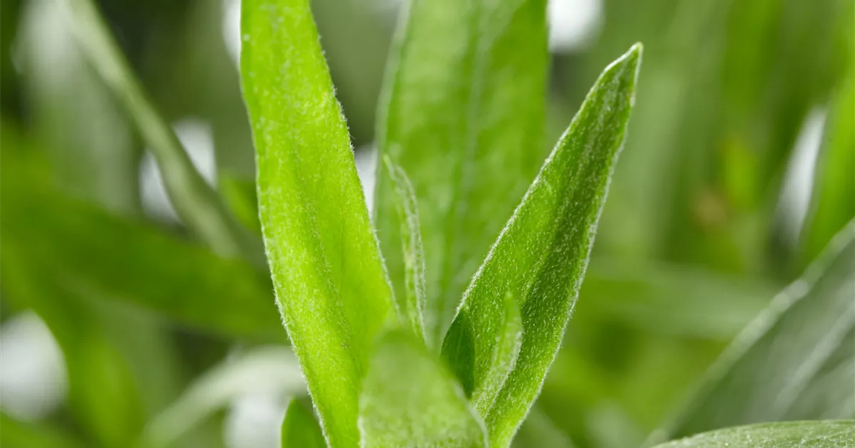 Estragon Pflanze, Pflege & Tipps Floragard