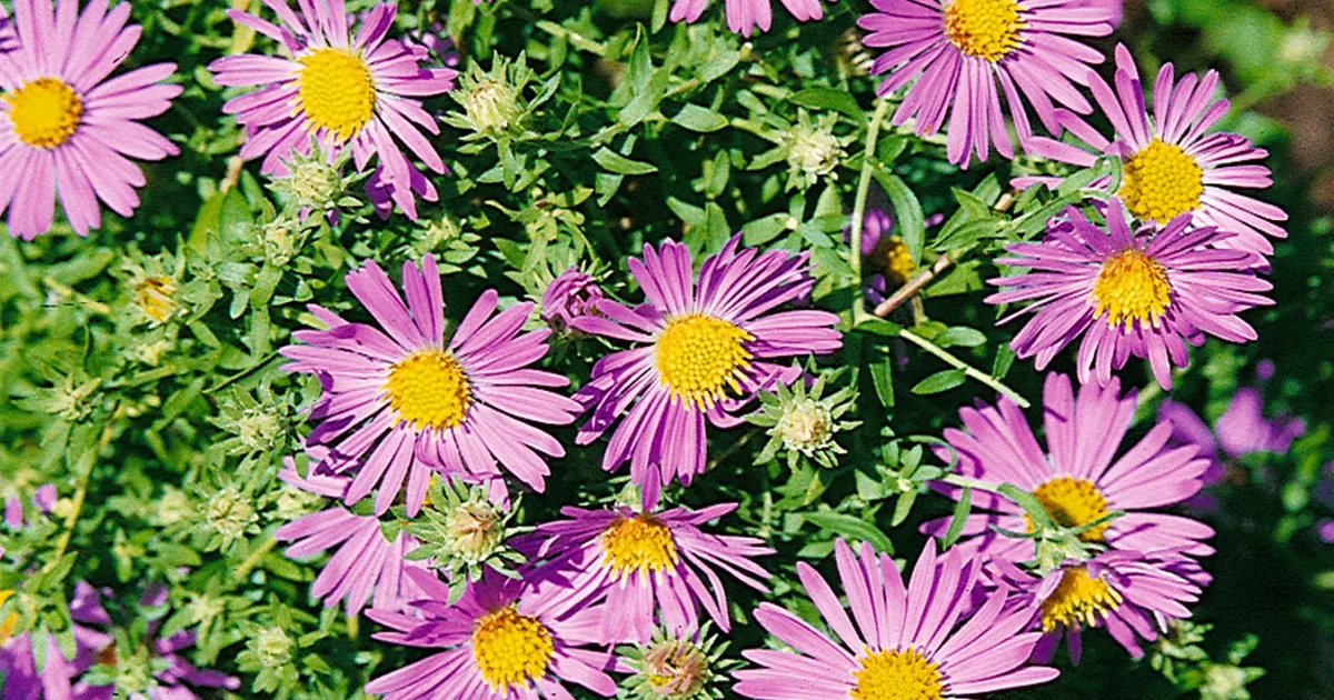Aster oblongifolius 'October Skies' Pflanze, Pflege & Tipps Floragard