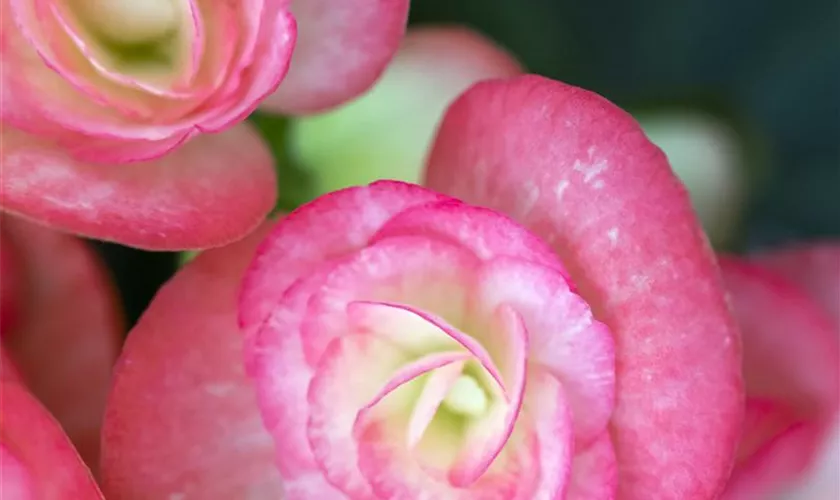 Begonia elatior 'Volcano' Pflanze, Pflege & Tipps Floragard