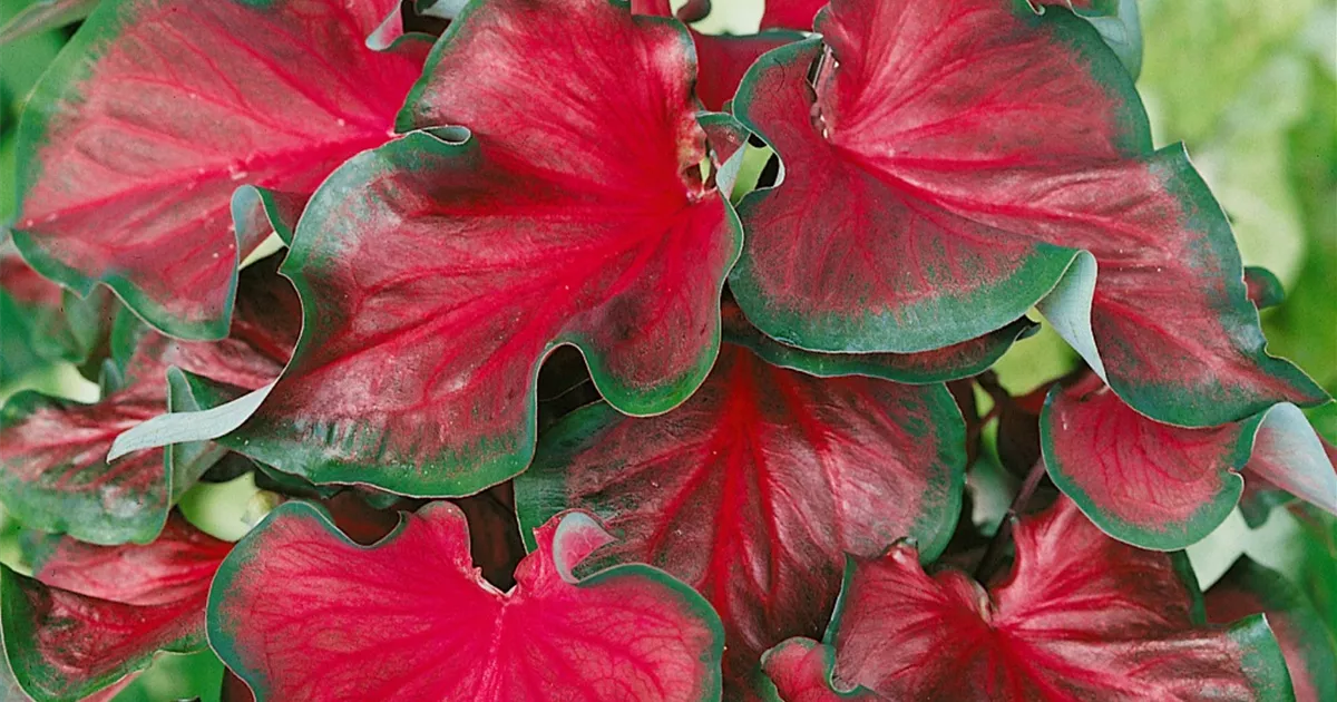 Caladium 'Florida Red Ruffles' Pflanze, Pflege & Tipps Floragard
