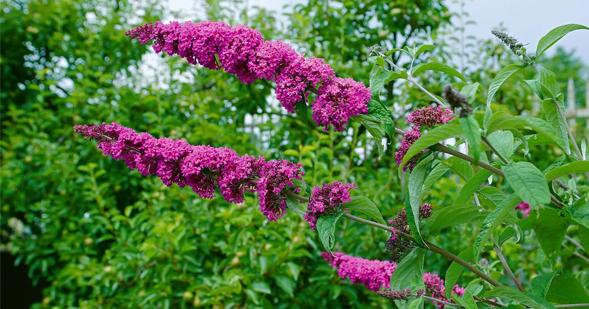 Buddleja davidii 'Raspberry Wine' Pflanze, Pflege & Tipps Floragard