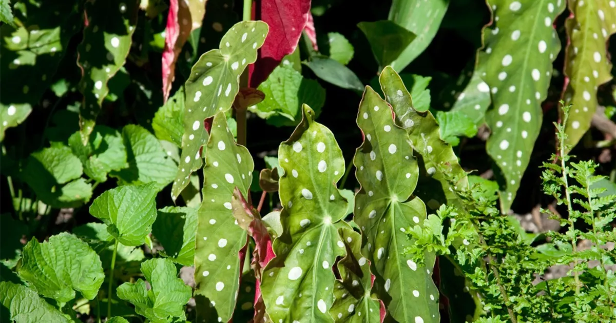 Begonia maculata 'Picta' Pflanze, Pflege & Tipps Floragard