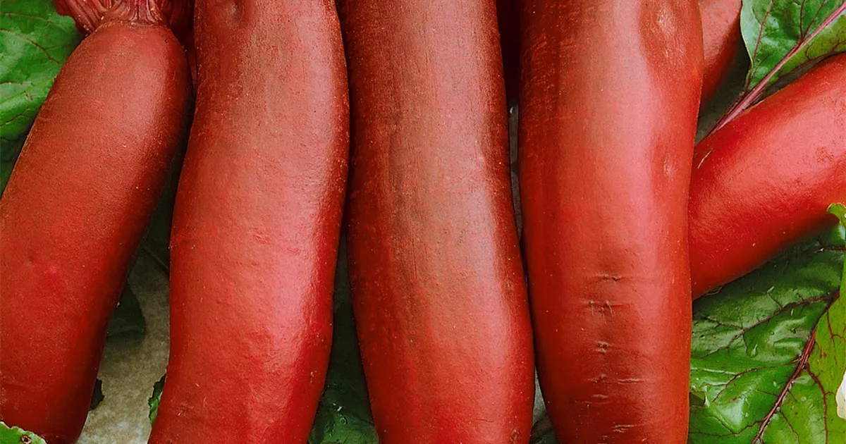 Beta vulgaris ssp. vulgaris 'Forono' Pflanze, Pflege & Tipps Floragard