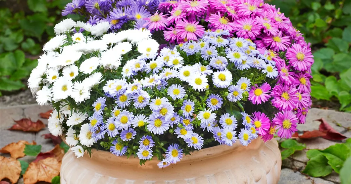 Aster dumosus 'Kristina' Pflanze, Pflege & Tipps Floragard