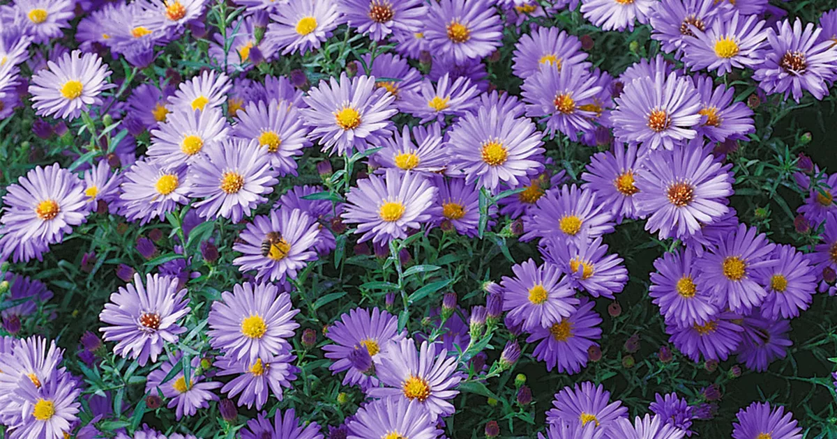 Aster dumosus 'Audrey' Pflanze, Pflege & Tipps Floragard