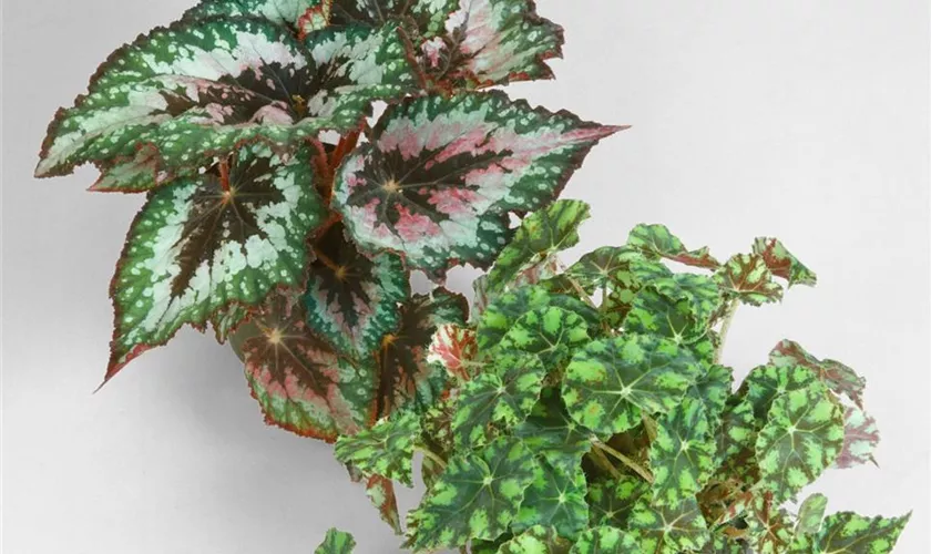 Begonia rex 'Fedor' Pflanze, Pflege & Tipps Floragard