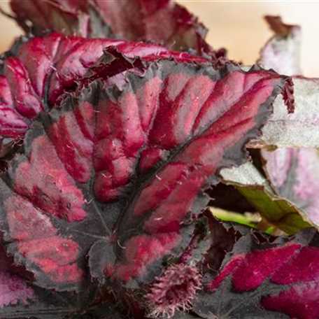 Begonia rex 'Fedor' - Floragard Pflanzeninfothek