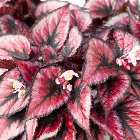 Begonia rex 'Fedor' - Floragard Pflanzeninfothek