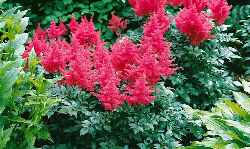 Astilbe japonica 'Bonn' Pflanze, Pflege & Tipps Floragard