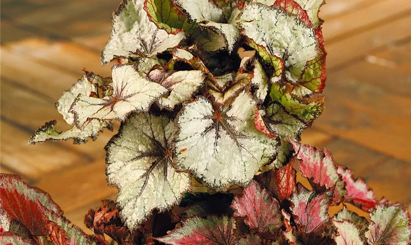 Blattbegonie 'Silver Limbo' Pflanze, Pflege & Tipps Floragard
