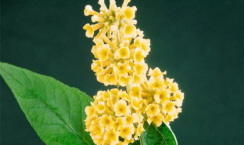 Buddleja x weyeriana 'Golden Glow' Pflanze, Pflege & Tipps Floragard