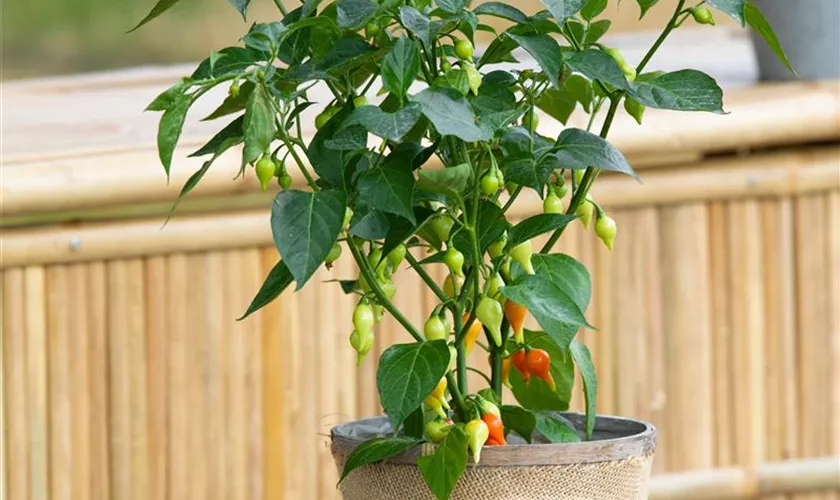 Chili Pflanze Pflege