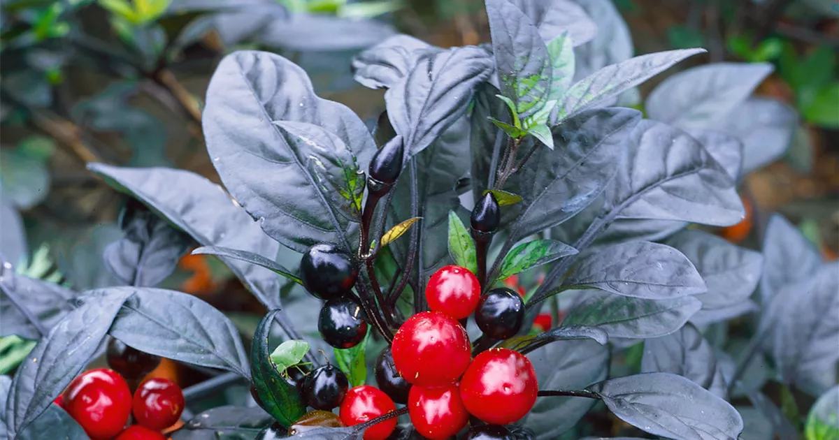 Capsicum annuum 'Black Pearl' Pflanze, Pflege & Tipps Floragard