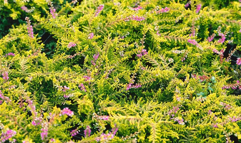 Besenheide 'Golden Wonder' Pflanze, Pflege & Tipps Floragard