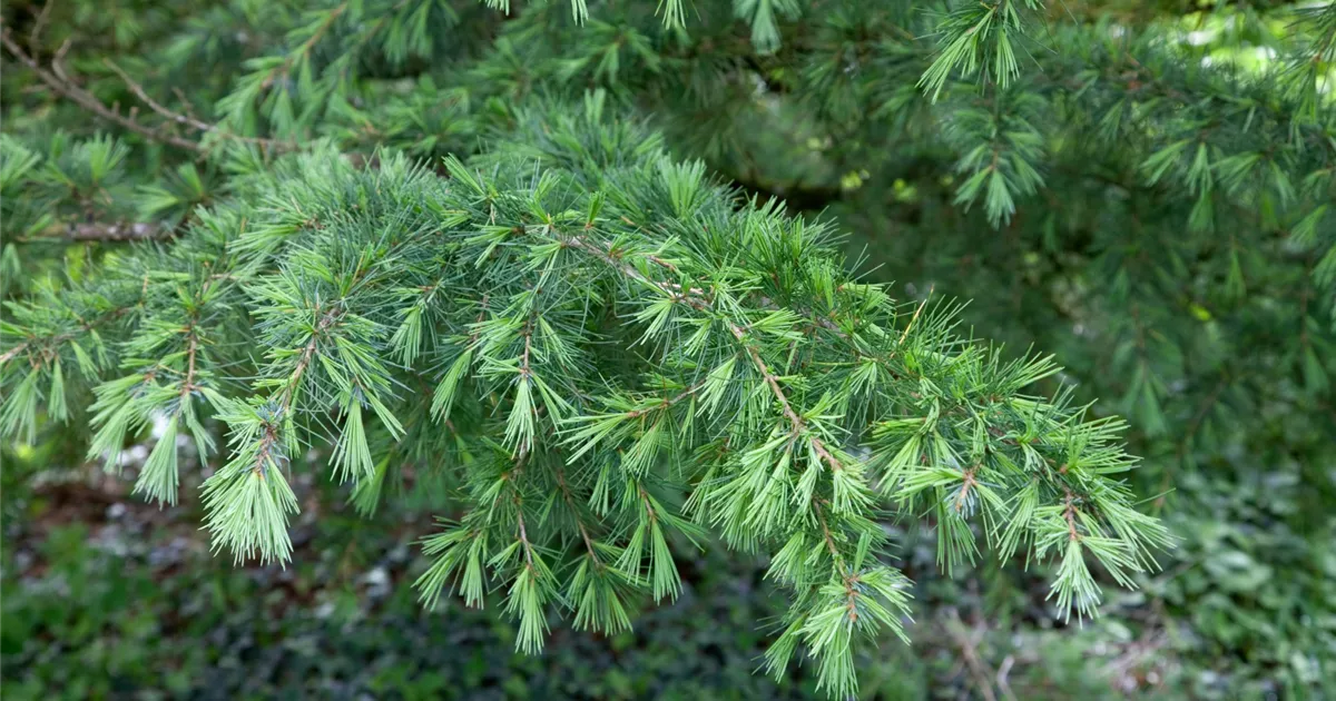 Cedrus deodara 'Albospica' Pflanze, Pflege & Tipps Floragard