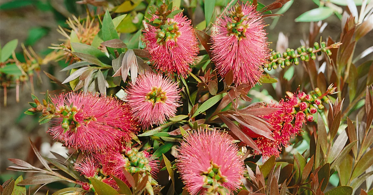 Callistemon viminalis 'Pink Alma' Pflanze, Pflege & Tipps Floragard