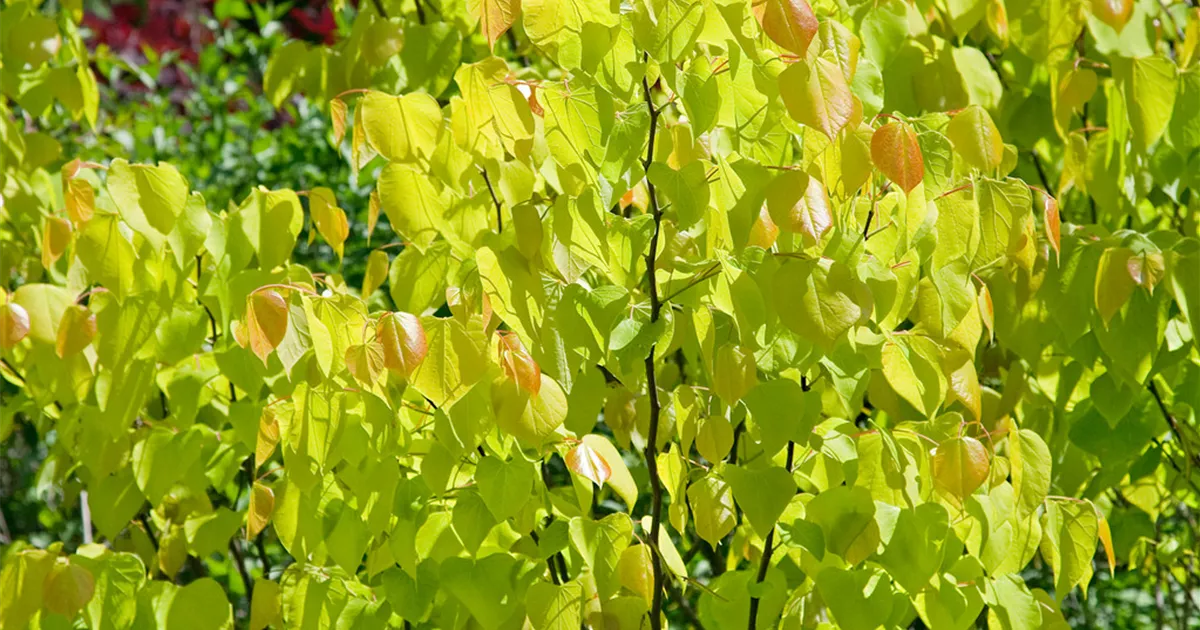 Cercis canadensis 'Rising Sun' Pflanze, Pflege & Tipps Floragard