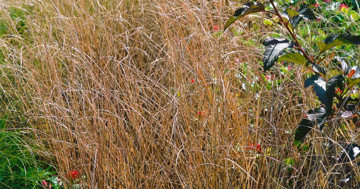 Gartensegge 'Franks Hair' Pflanze, Pflege & Tipps Floragard