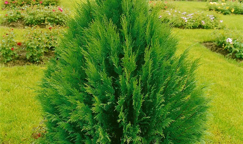 Chamaecyparis lawsoniana 'Erecta Viridis' Pflanze, Pflege & Tipps Floragard