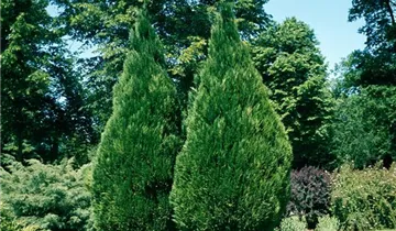 Chamaecyparis lawsoniana 'Erecta Viridis' Pflanze, Pflege & Tipps Floragard