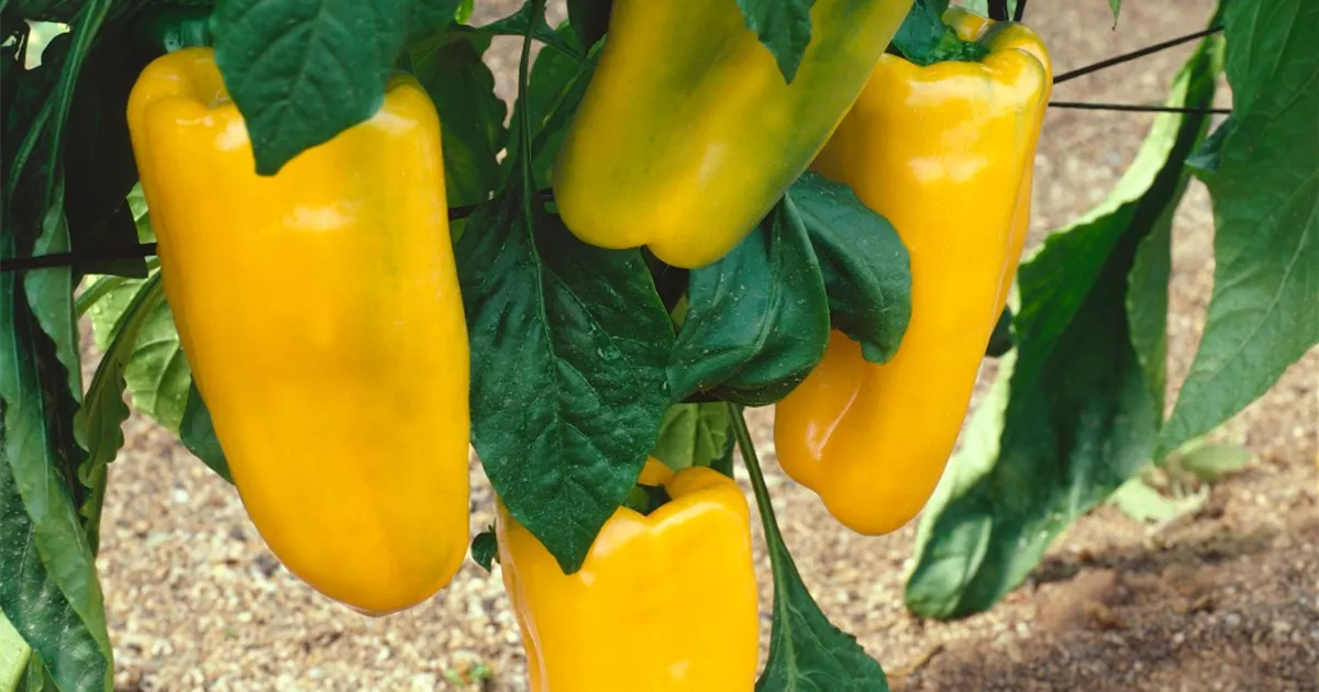 Capsicum annuum 'Maribel' Pflanze, Pflege & Tipps Floragard
