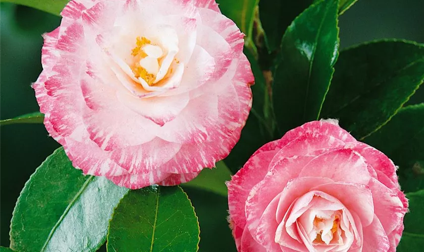 Camellia japonica 'Grace Albritton' Pflanze, Pflege & Tipps Floragard