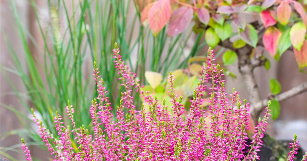 Calluna vulgaris Gardengirls® 'Jette' Pflanze, Pflege & Tipps Floragard