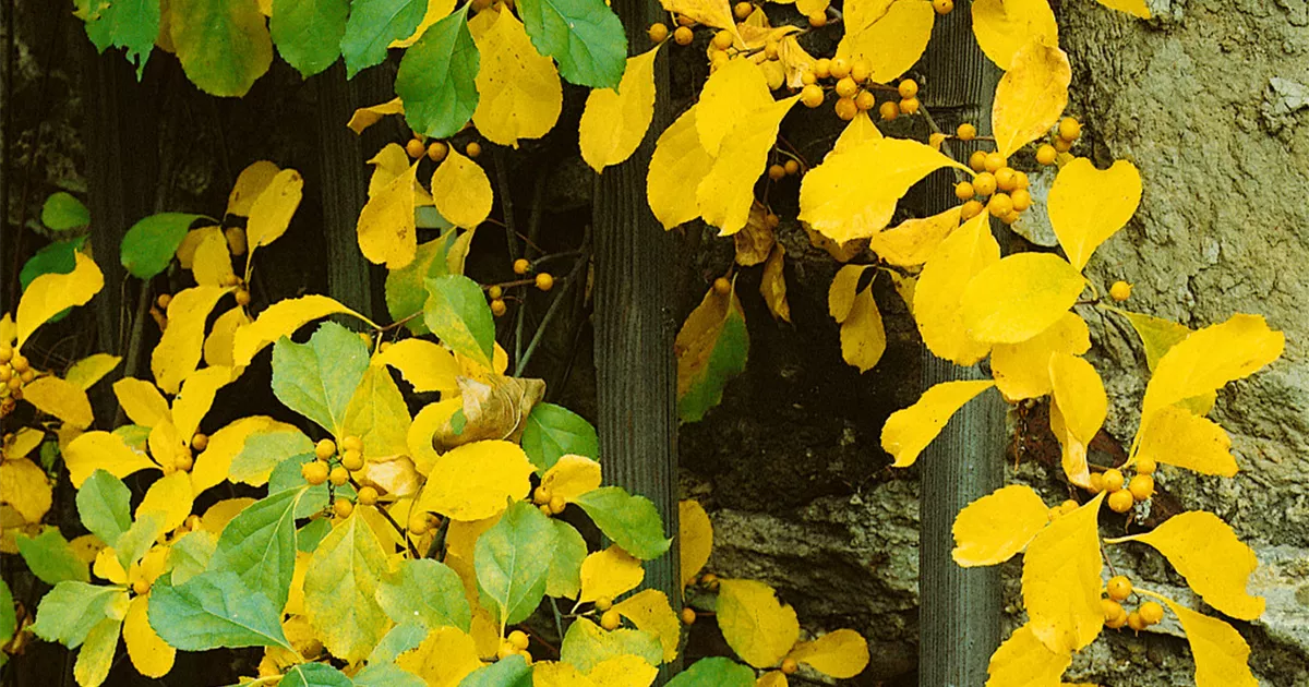 Celastrus orbiculatus 'Hercules' Pflanze, Pflege & Tipps Floragard