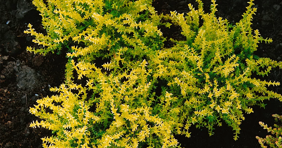 Calluna vulgaris Beauty Ladies® 'Anja' Pflanze, Pflege & Tipps Floragard