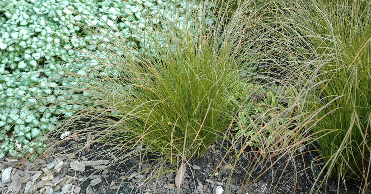 Carex testacea 'Lime Shine' Pflanze, Pflege & Tipps Floragard