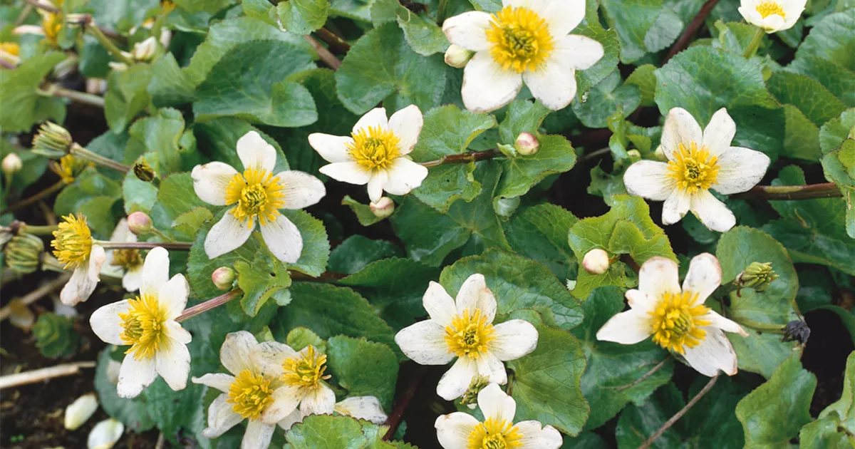 Caltha palustris var. alba Pflanze, Pflege & Tipps Floragard