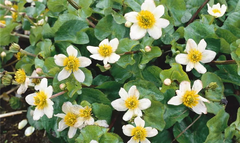 Caltha palustris var. alba Pflanze, Pflege & Tipps Floragard