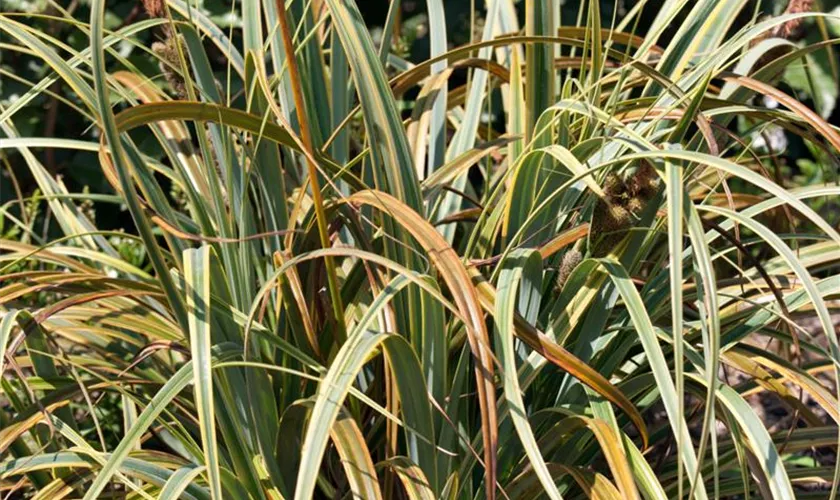 Carex trifida 'Rekohu Sunrise' Pflanze, Pflege & Tipps Floragard