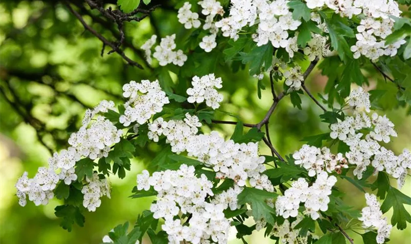 Crataegus laevigata 'Plena' Pflanze, Pflege & Tipps Floragard