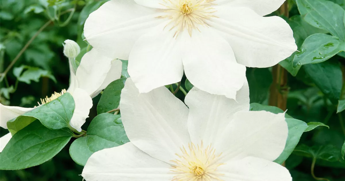 Clematis 'Lemon Chiffon' Pflanze, Pflege & Tipps Floragard