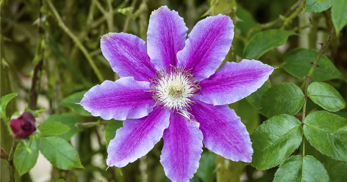 Clematis 'Barbara Jackman' Pflanze, Pflege & Tipps Floragard
