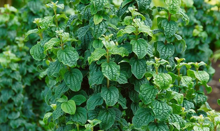 Hartriegel 'Hessei' Pflanze, Pflege & Tipps Floragard