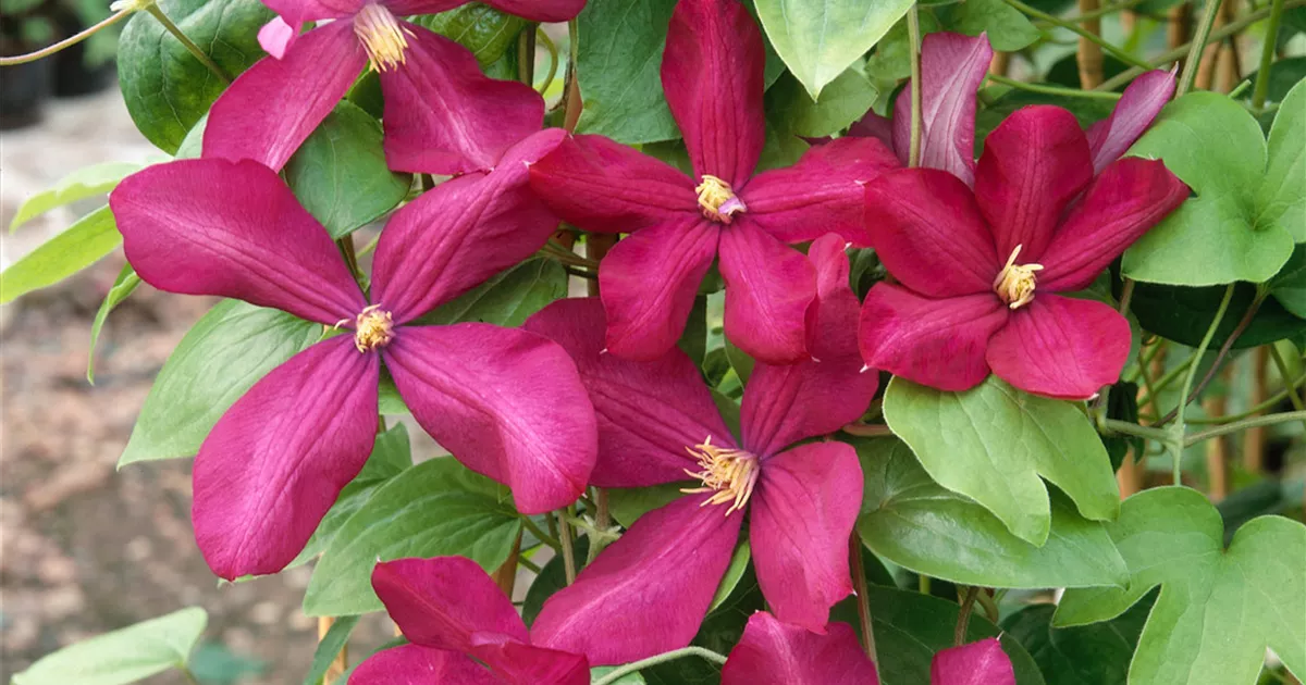 Clematis viticella 'Margot Koster' Pflanze, Pflege & Tipps Floragard