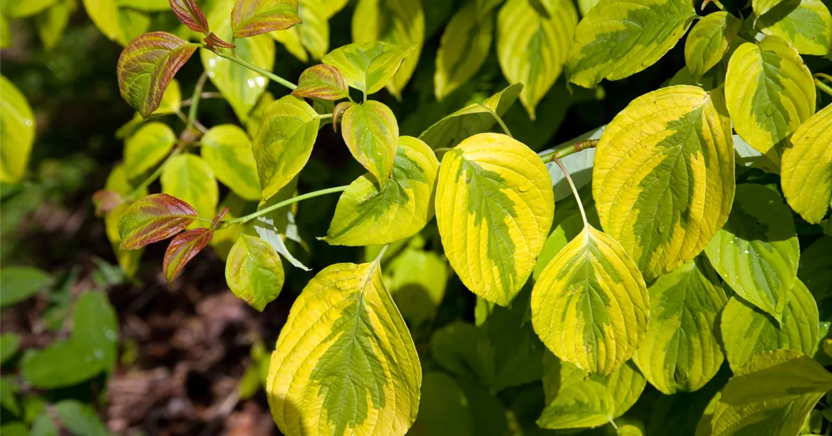 'Golden Shadows'® Pflanze, Pflege & Tipps Floragard