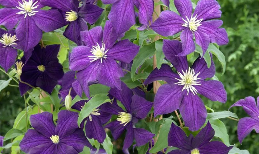 Clematis viticella 'Mephistophel' Pflanze, Pflege & Tipps Floragard