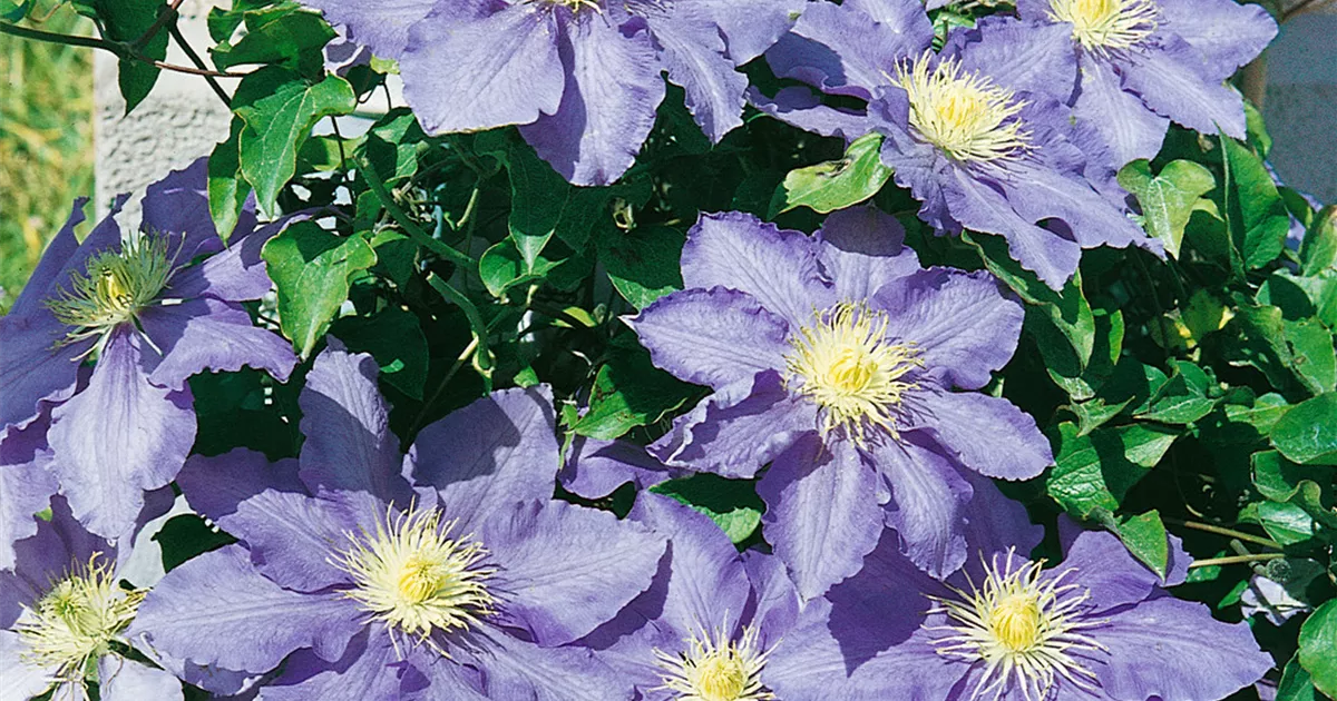 Clematis 'Blue Gem' Pflanze, Pflege & Tipps Floragard