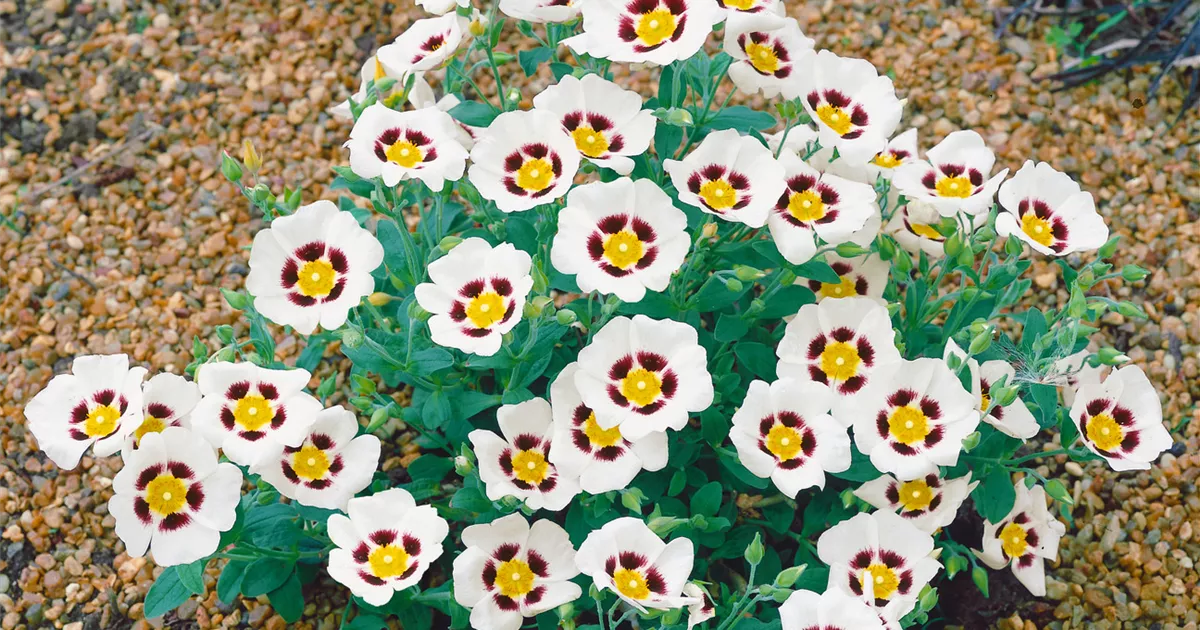Cistus x purpureus 'Alan Fradd' Pflanze, Pflege & Tipps Floragard