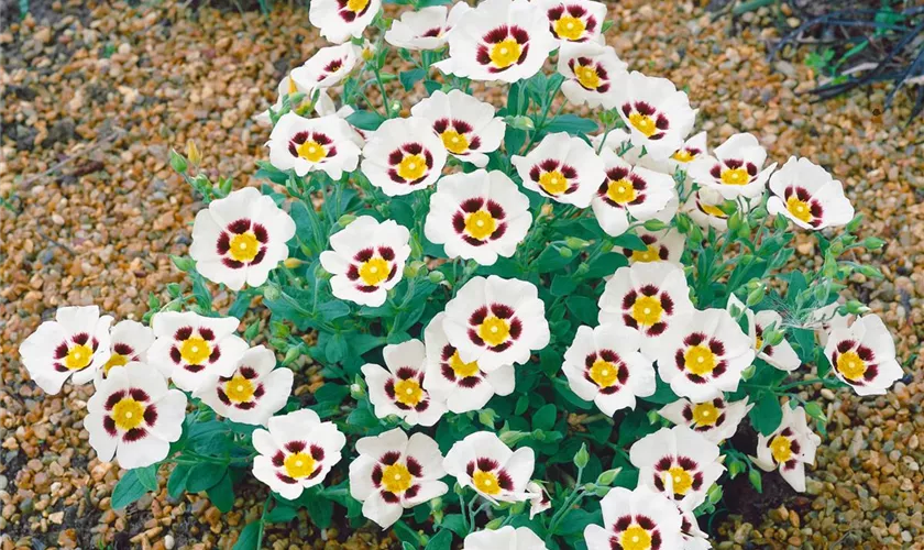 Cistus x purpureus 'Alan Fradd' Pflanze, Pflege & Tipps Floragard