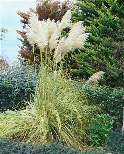 Cortaderia selloana 'Silver Comet' - Floragard Pflanzeninfothek