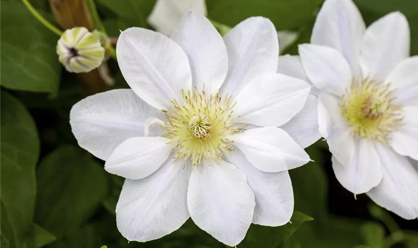Clematis 'Chantilly' Pflanze, Pflege & Tipps Floragard